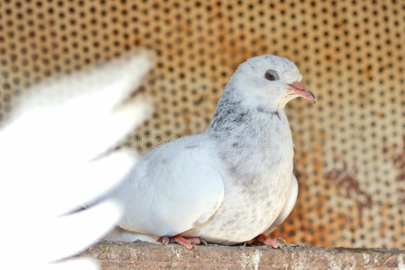 White Pigeon stock image. Image of flying, flock, wildlife - 208906173