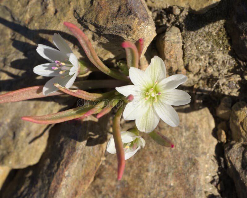 White Pigmy bitter root stock photo. Image of white - 120742006