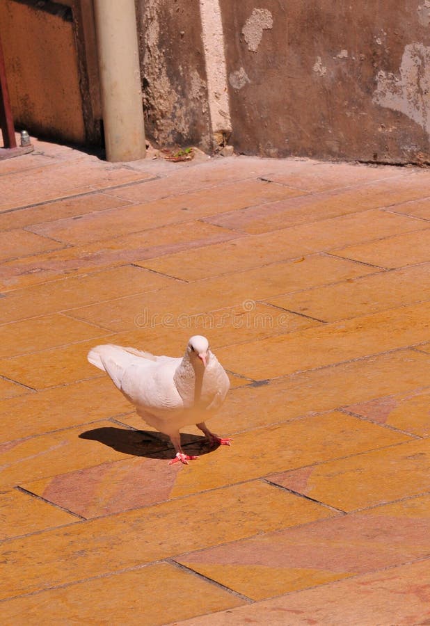 White Pigon on Brown Tile, Outdoors Stock Image - Image of outdoors ...