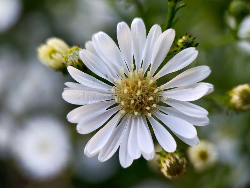 Pikok Flowers Stock Photos - Free & Royalty-Free Stock Photos from ...