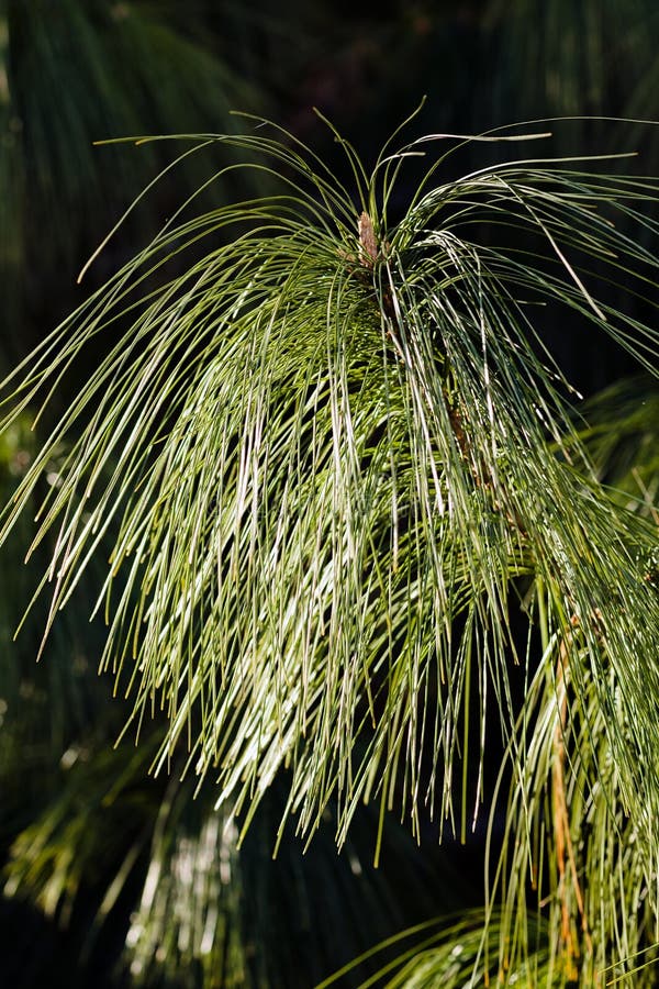 White pine branches stock image. Image of xmas, conifer - 75970625