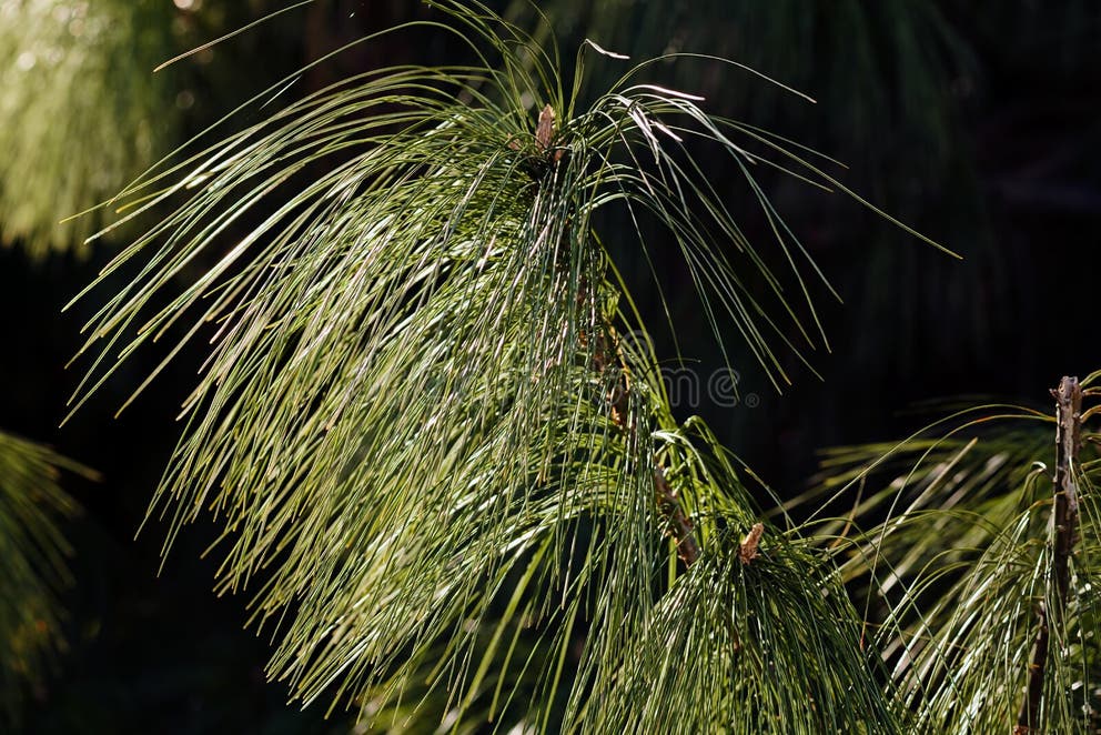 White pine branches stock photo. Image of christmas, conifer - 75970812