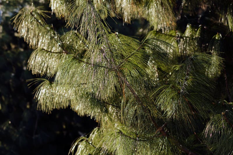 White pine branches stock photo. Image of winter, white - 75970908