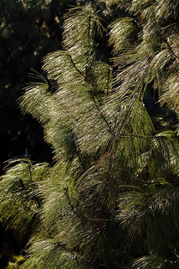 White pine branches stock image. Image of isolated, season - 75970923