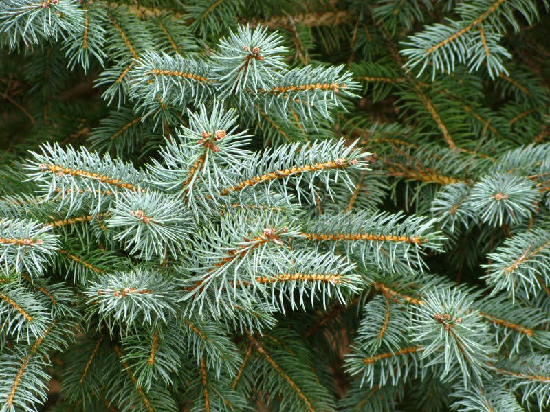 Fur-tree branches stock photo. Image of pine, background - 17114100