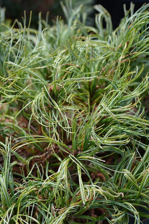 White pine Green Curls stock photo. Image of green, weymouth - 142494686