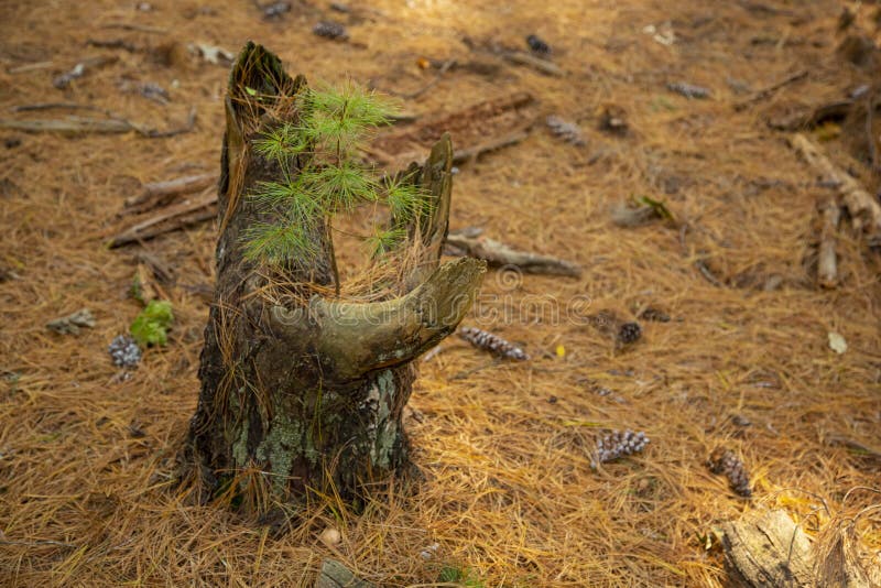 White Pine Sapling Sprouts from Tree Stump Stock Photo - Image of pine ...