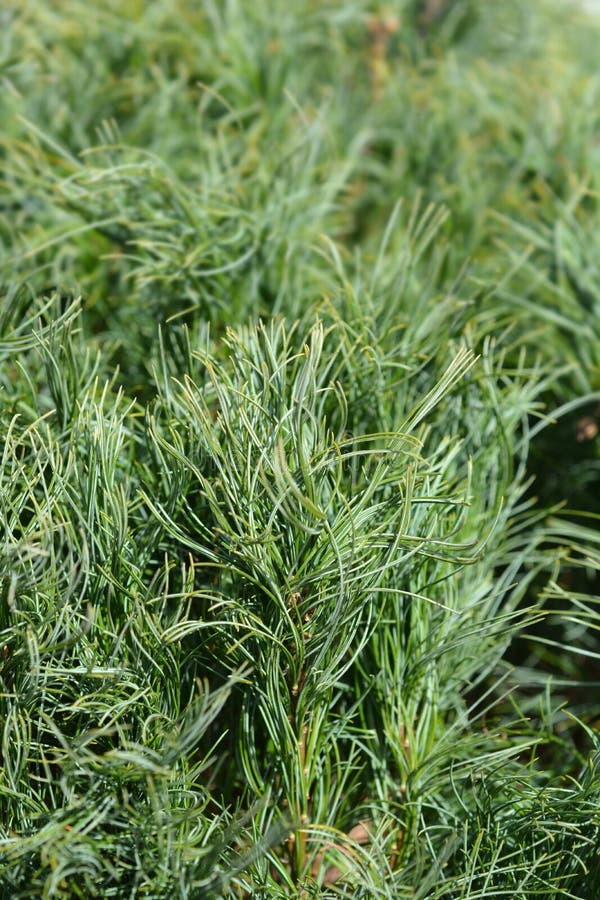White pine Tiny Curls stock photo. Image of twisted - 149870692