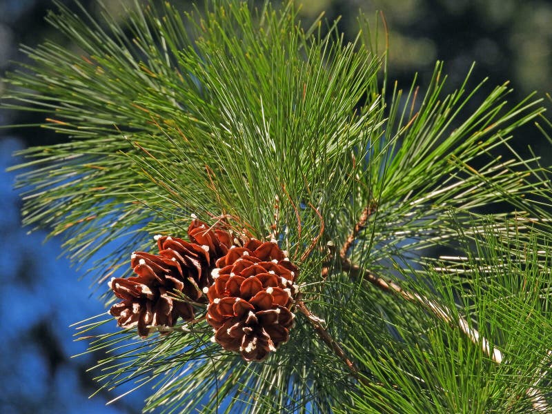 White Pine Tree with 2 Attached Pinecones with Sap Balls Stock Image ...