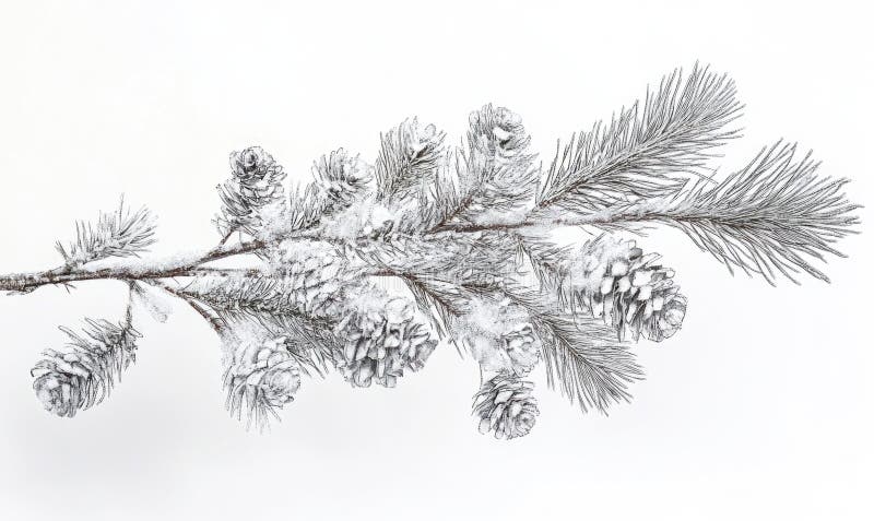 A White Pine Tree Branch with Snow on it Stock Image - Image of tree ...