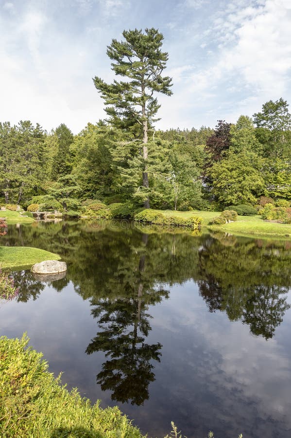 Reflection of Tall White Pine Tree Stock Image - Image of bridge, pinus ...