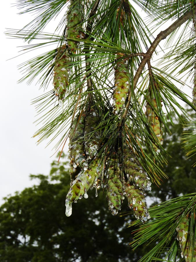 White Pine Tree Sap Flows Down Pinecone Branch Stock Photo - Image of ...