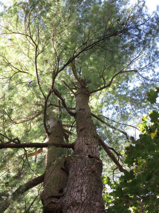 White Pine Tree stock image. Image of white, trunk, plant - 186778485