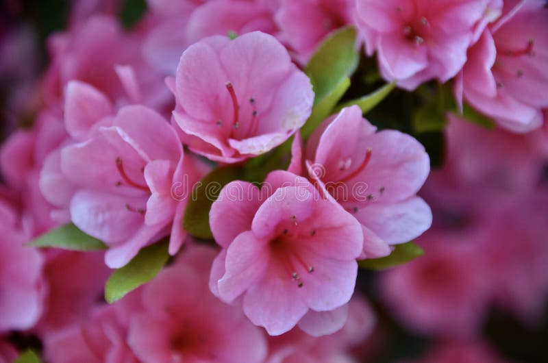 White/pink Azaleas in Our Garden Stock Image - Image of garden, pink ...