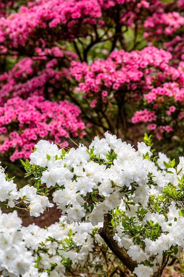 White and Pink Azaleas stock photo. Image of flowers - 70936406