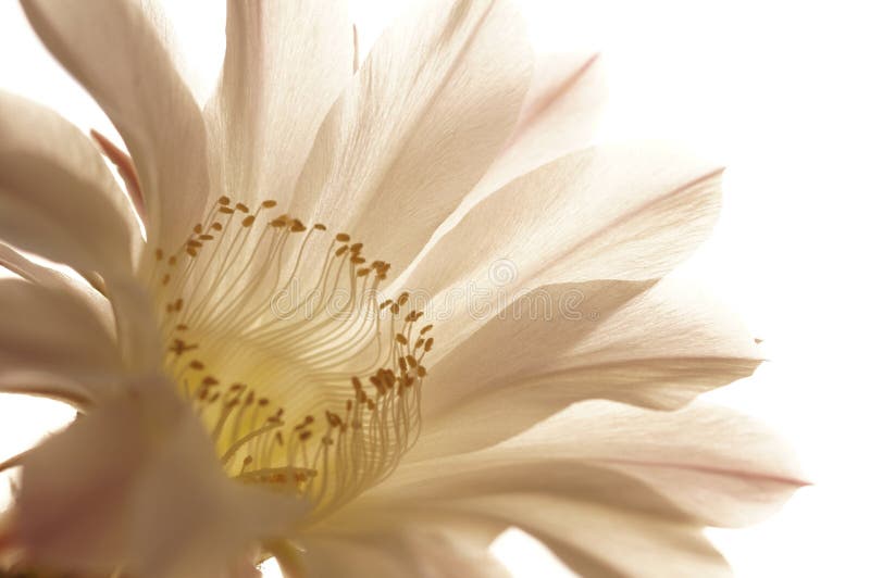 White-pink Cactus Flower in Backlight Stock Image - Image of hobby ...