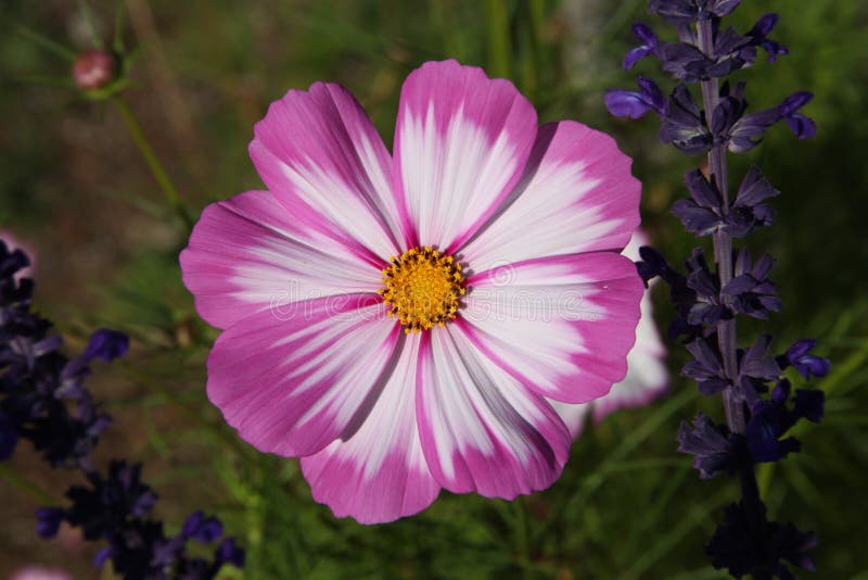 White and Pink Cosmos Flowers in a Flowering Fallow Stock Image - Image ...