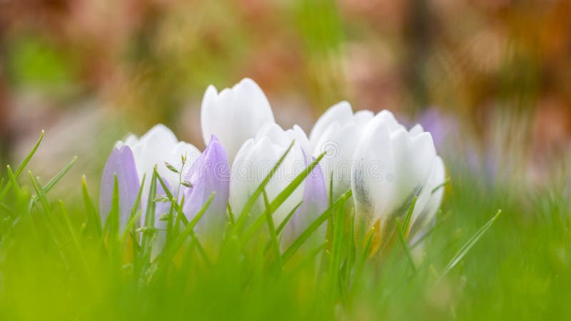 White pink crocus stock photo. Image of sunlight, flower - 38293142