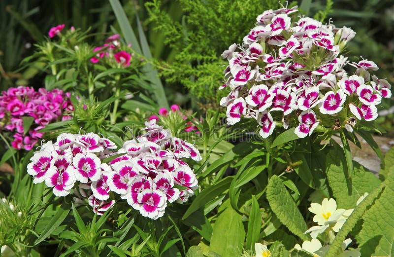 White and Pink Dianthus Barbatus in a Flowerbed Stock Photo - Image of ...