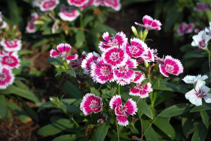White and Pink Dianthus the Garden Stock Image - Image of closeup ...