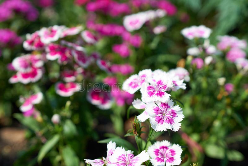 White/Pink Dianthus stock image. Image of pink, blooming - 82628823