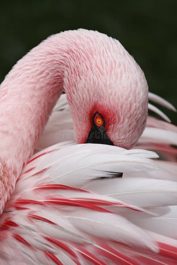 Lesser Flamingo eye stock image. Image of beak, yellow - 2624979