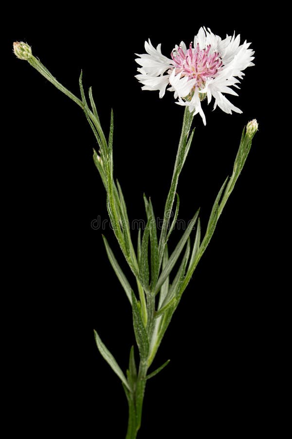 White-pink Flower of Cornflower, Lat. Centaurea, Isolated on Black ...