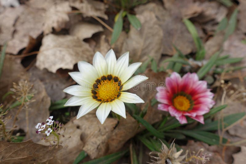 Trailing Gazania with Bright Yellow Flowers with Yellow Centres Stock ...