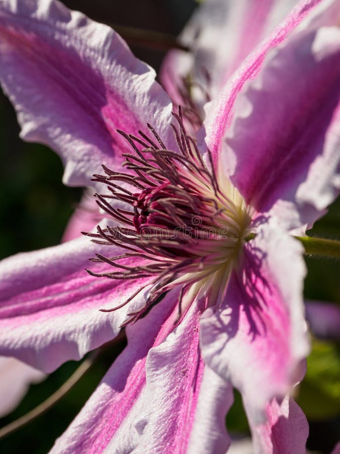 White Pink Flowers in a German Garden Stock Photo - Image of nature ...