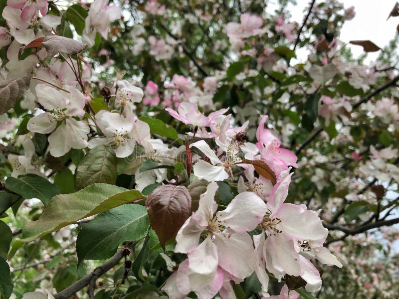 White with Pink Flowers on the Tree Stock Image - Image of branch ...