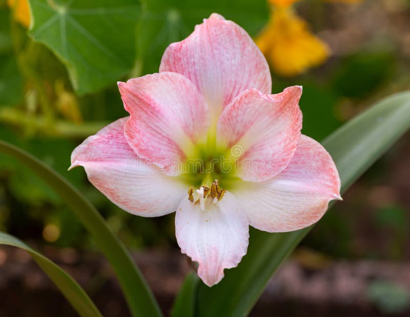 Amaryllis Hippeastrum Apple Blossom White and Pink Flowers on Black ...