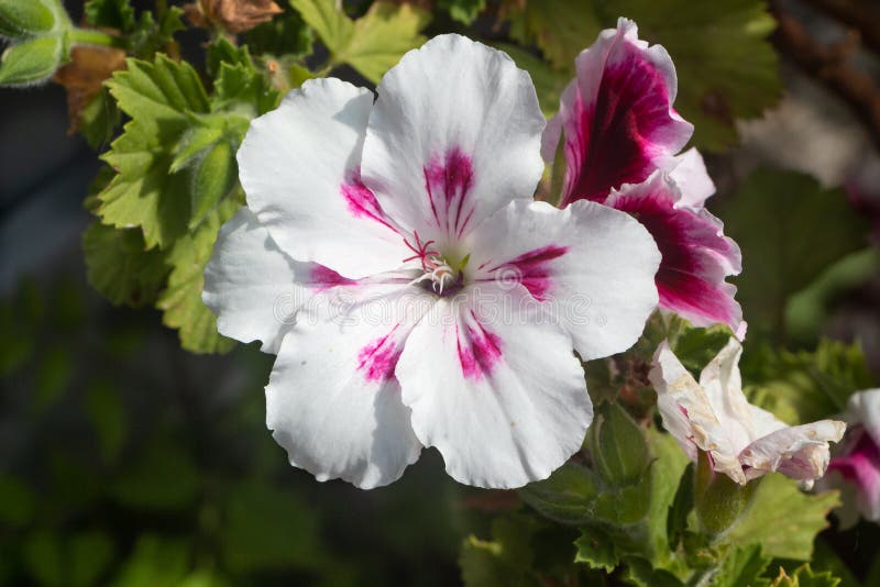 Pink geranium flower stock photo. Image of floral, plant - 85717846