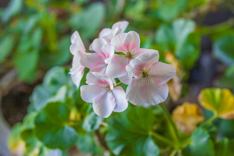 White and Pink Geraniums stock image. Image of fall, geraniums - 44086681