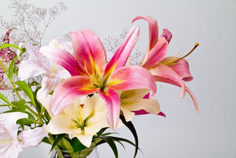 White and Pink Lily Flowers Stock Image - Image of blue, botanical ... White and Pink Lily Flowers Stock Image - Image of blue, botanical ...