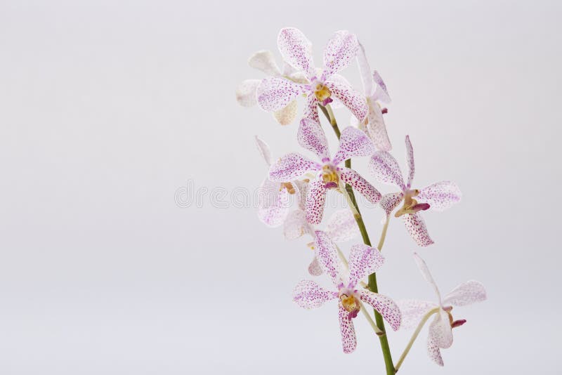 White Pink Mokara Orchid on White Background Stock Photo - Image of ...