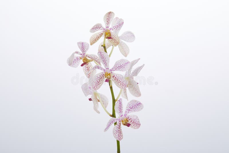 White Pink Mokara Orchid on White Background Stock Photo - Image of ...