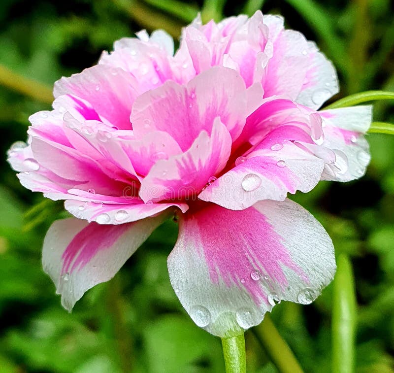Mose Rose is a Beautiful Flower Stock Image - Image of mose, beautiful ...