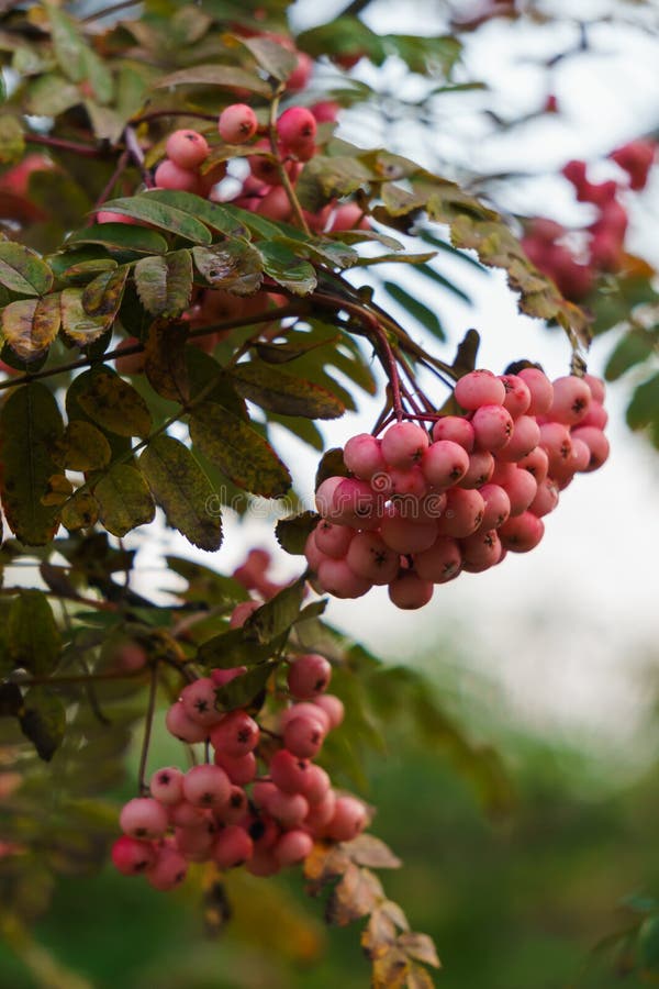 White-pink Mountain Ash in the Fall in a City Park.Autumn Landscape ...