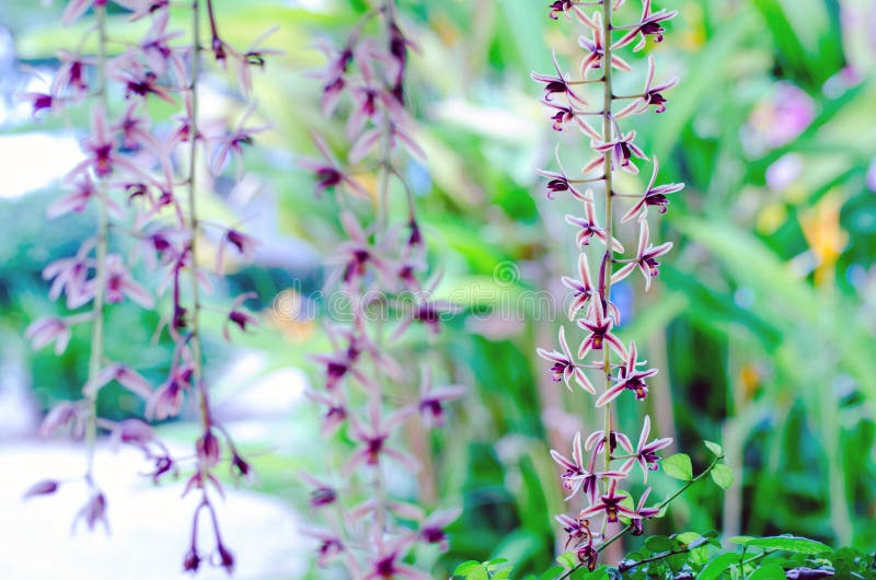 White-Pink Orchids stock image. Image of branch, summer - 43538179