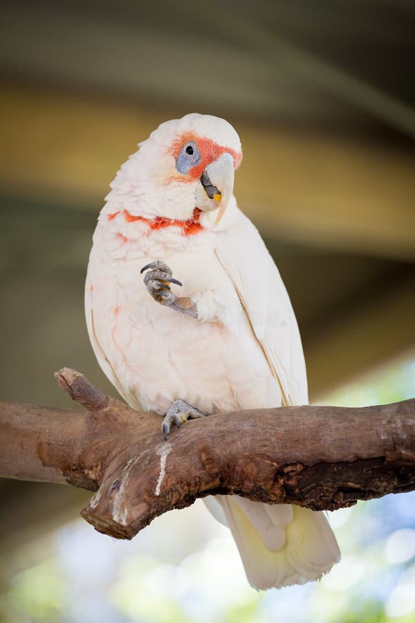 The Pink Parrot Tree stock image. Image of chat, pink, colourful - 811885