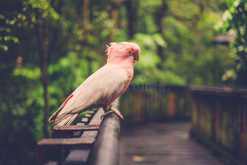 White and Pink Parrot Siting Stock Photo - Image of mitchell, parrot ...