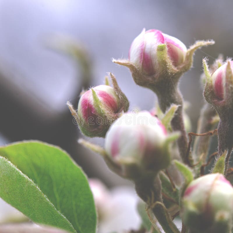 White-pink Pear Flower Buds in the Orchard Stock Photo - Image of ...