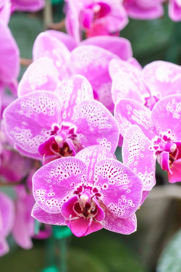 White Pink Phalaenopsis Orchid Flower In Garden Stock Image Image Of