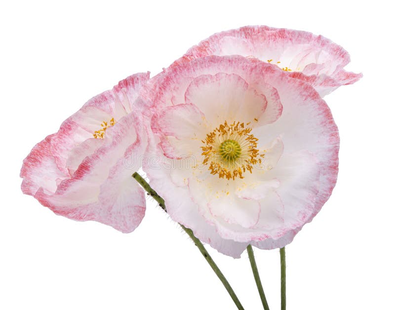 White and Pink Poppy Flower Isolated on the White Stock Photo - Image ...