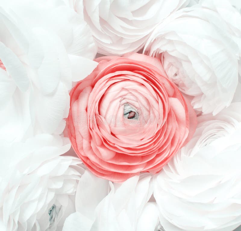 White and Pink Ranunculus Flowers Stock Image - Image of flowerscape ...
