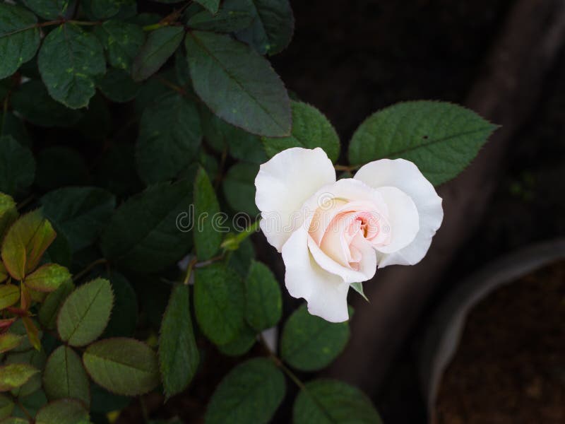 White Pink Rose stock photo. Image of freshness, love - 83248924