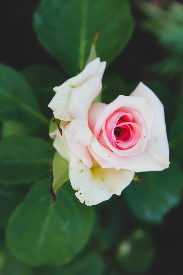 White and pink rose stock image. Image of natural, pink - 127653181