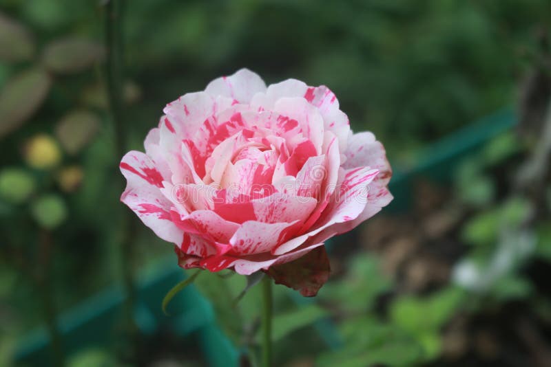 White pink rose in garden stock photo. Image of floral - 217065746