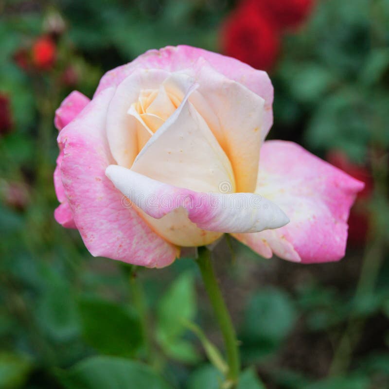 White and pink rose stock photo. Image of park, leaf - 56598410