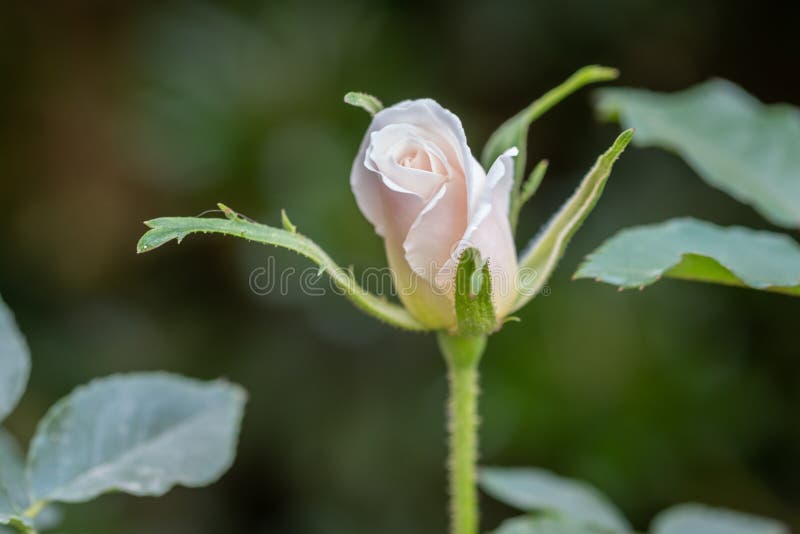 White Rosebud Grow at the Garden Stock Image - Image of bright, rosebud ...